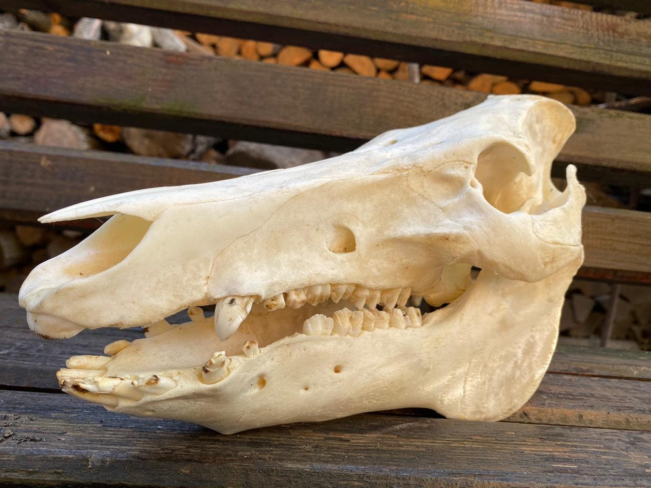 Big Boar Skull Animal Skull Animal bones | Etsy