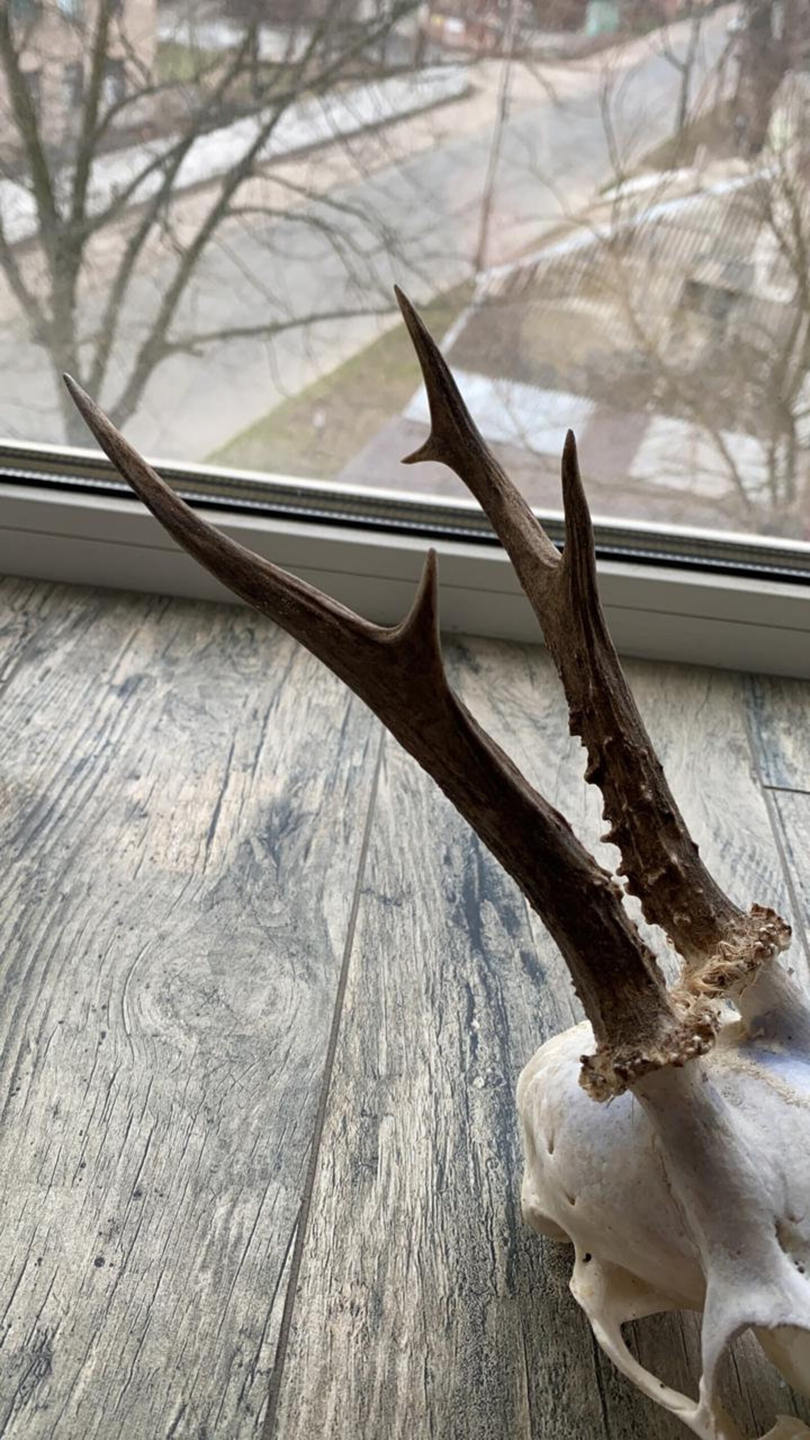 Big Roe Deer Skull Animal Skull soft Mount Taxidermy - Etsy