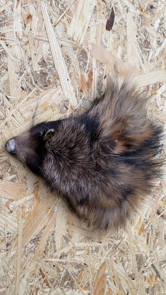 Real Fur Raccoon Dog Face – Tanuki Animal Pelt Taxidermy - Etsy