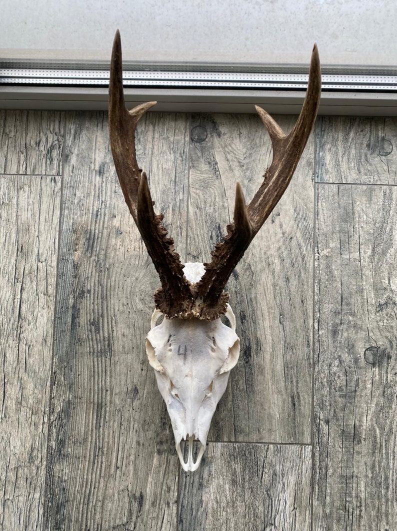 Big Roe Deer Skull Animal Skull soft Mount Taxidermy - Etsy