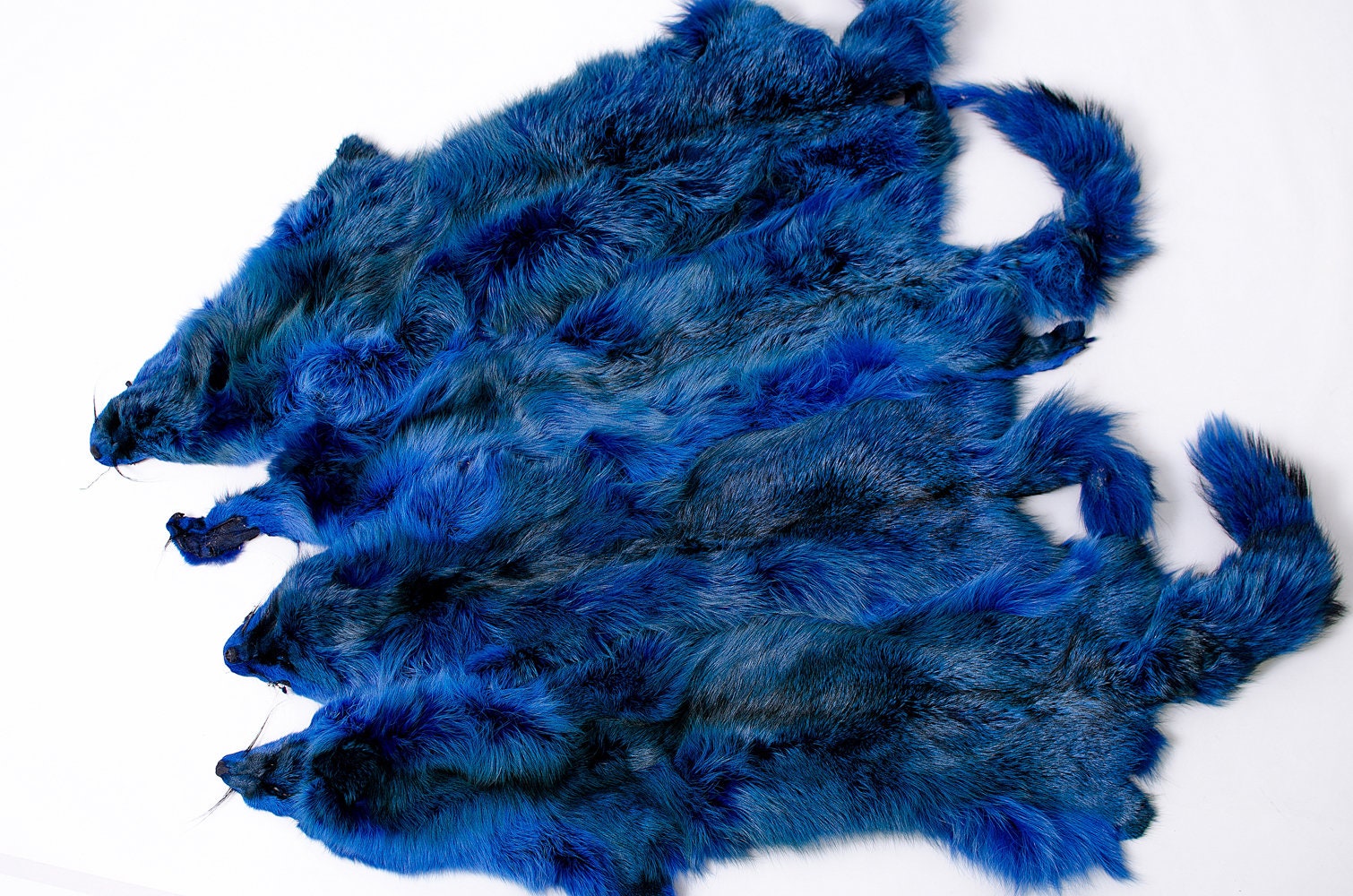 Red Fox Pelt Soft Mount Taxidermy Fox Skin Medieval - Etsy