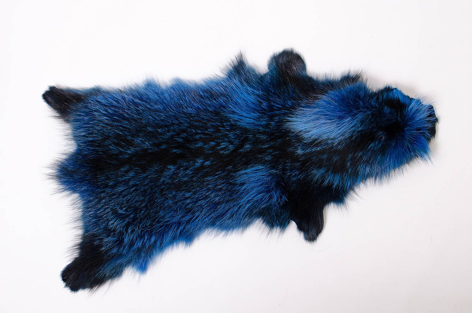 Yellow Raccoon Fur Pelt Animal pelt Taxidermy Soft Mount | Etsy