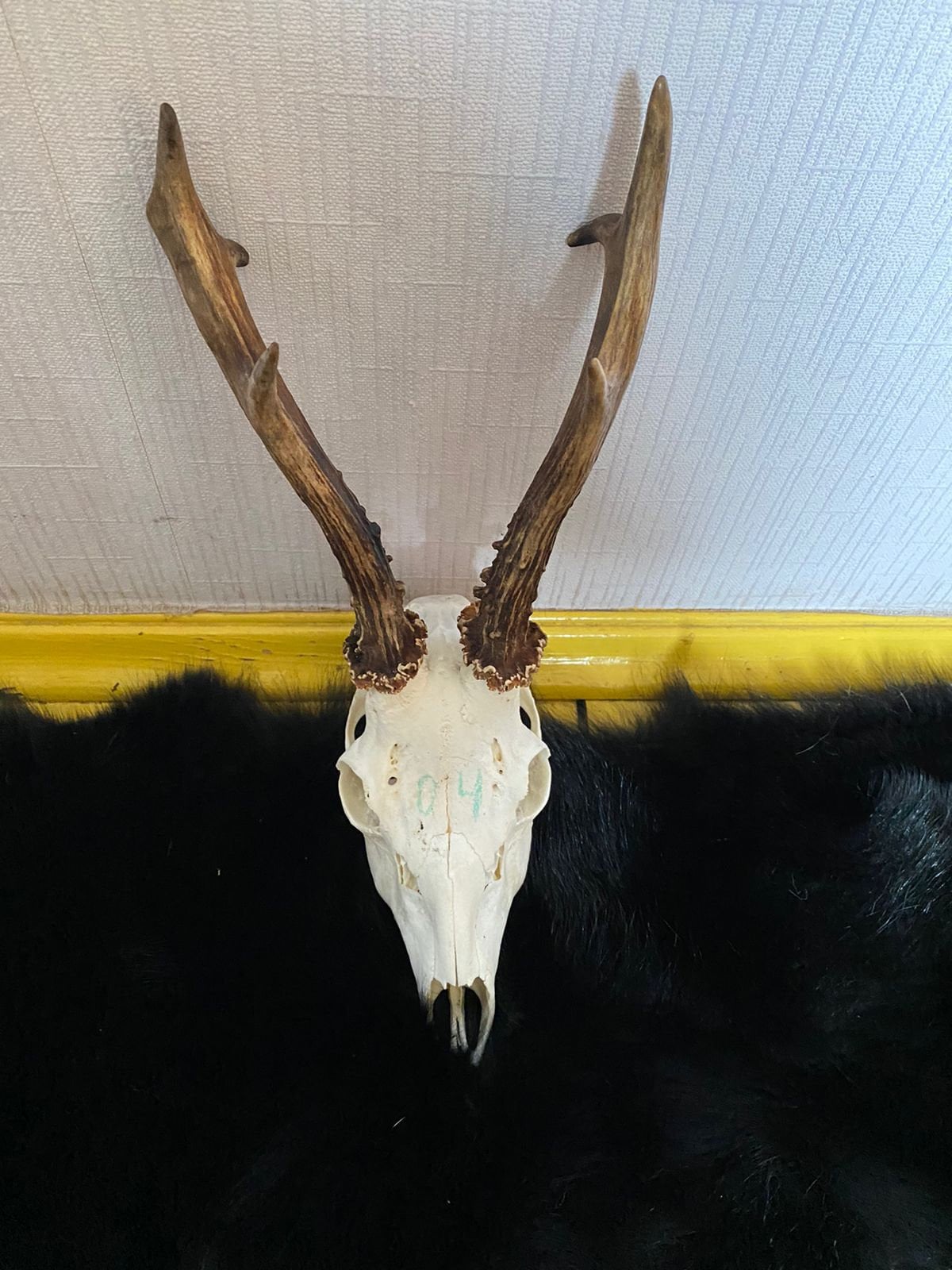Big Roe Deer Skull Animal Skull soft Mount Taxidermy | Etsy