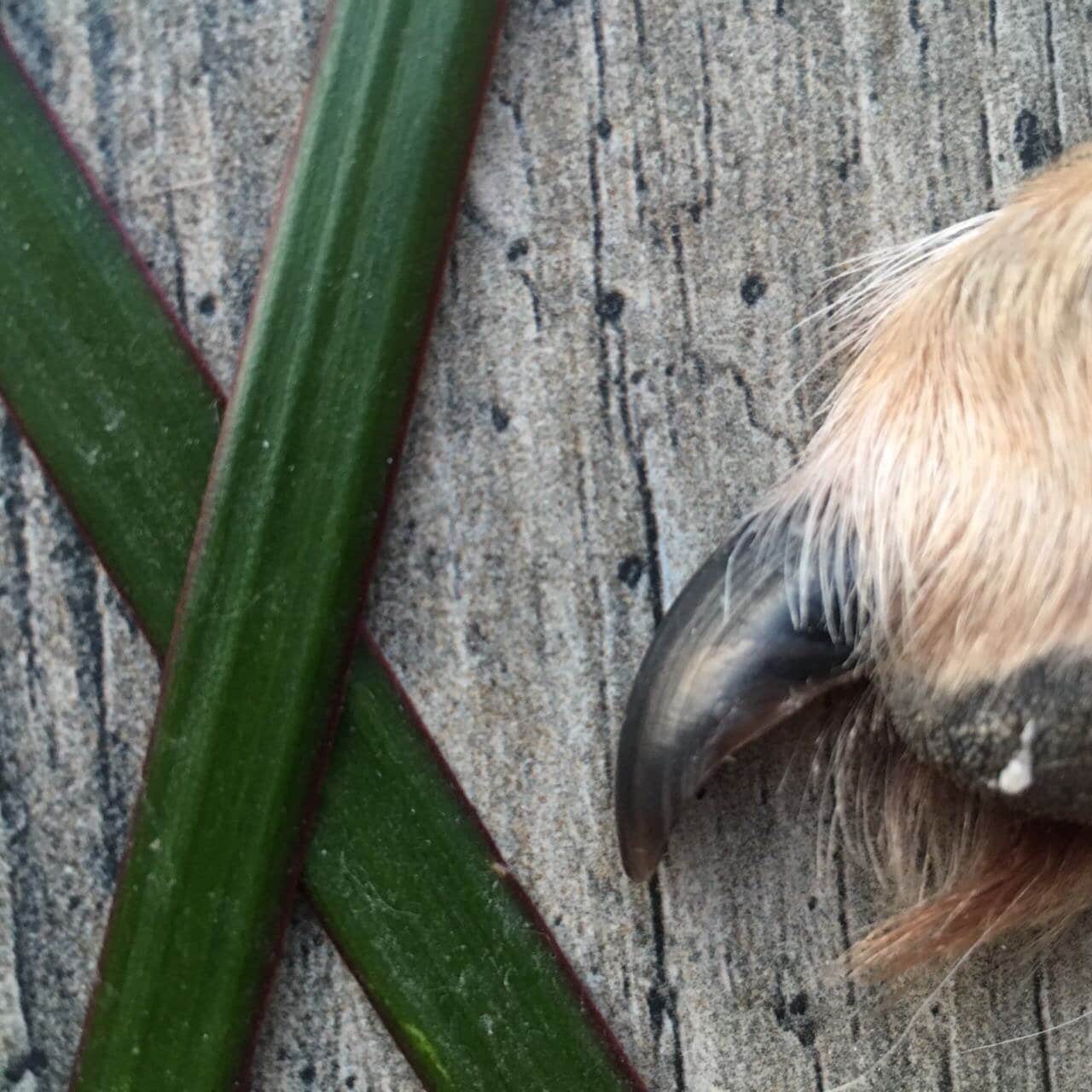 Coyote Claw Animal Claws Clew Necklace Coyote Pelt - Etsy Canada