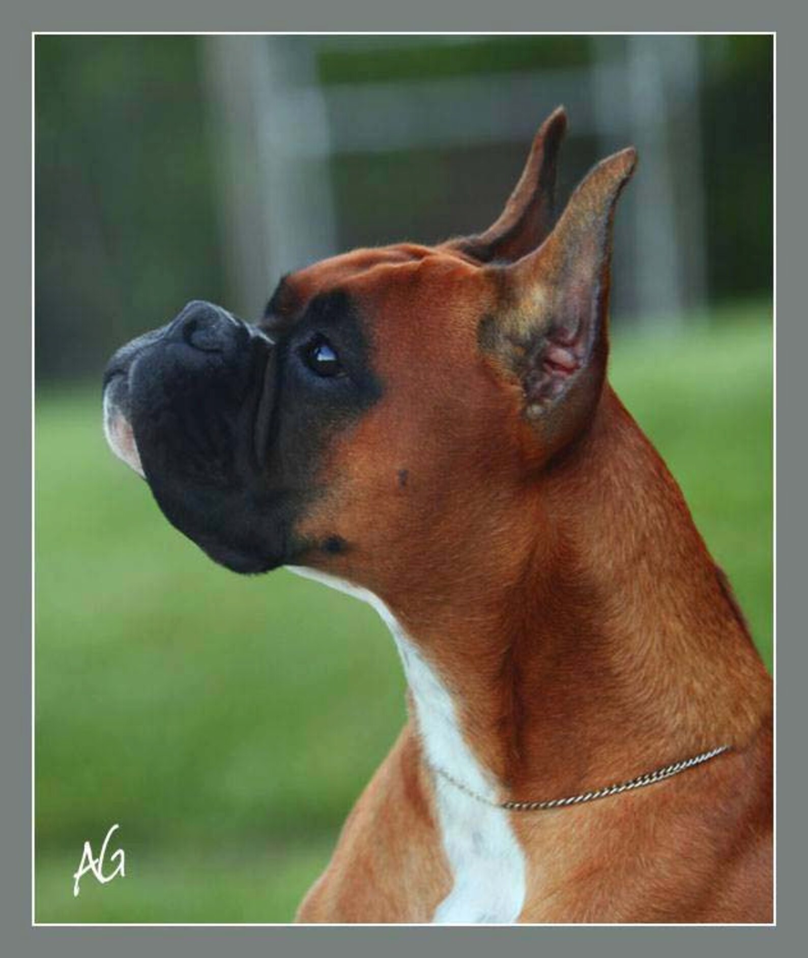 Custom Made Mosaic Planter With Boxer - Etsy