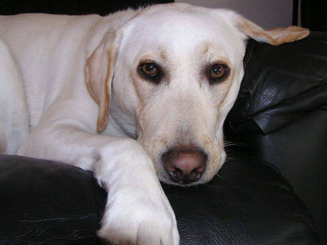 Custom Made Mosaic Plaque Wit White Lab - Etsy
