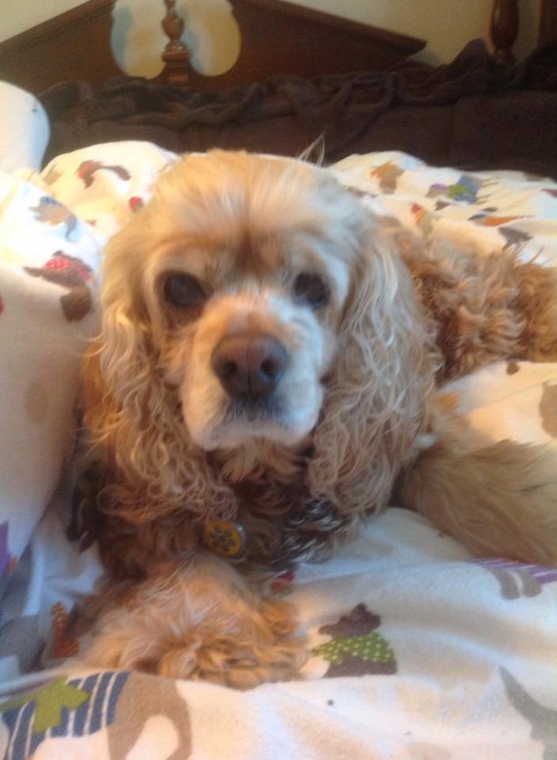 Custom Made Double-sided Mosaic Planter With Cocker Spaniel - Etsy