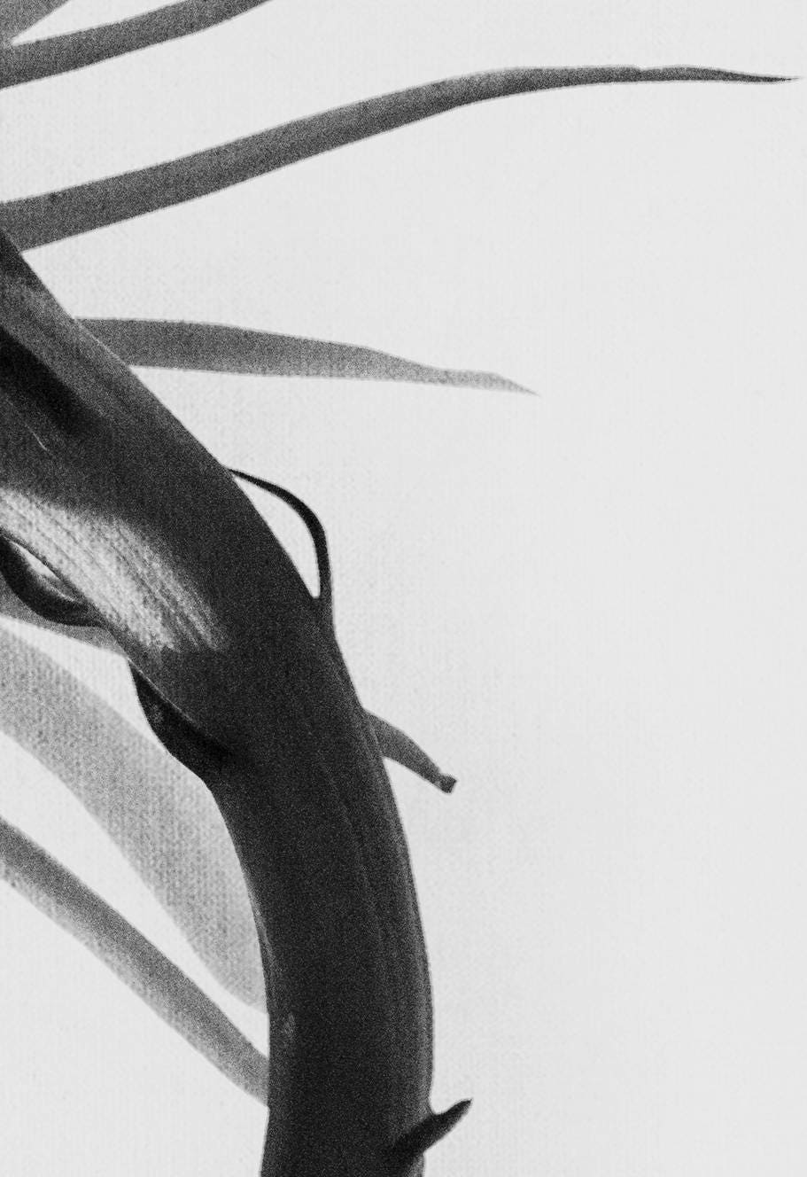 Botanical Print Set Printable Wall Art Set of 3 Prints Wild | Etsy