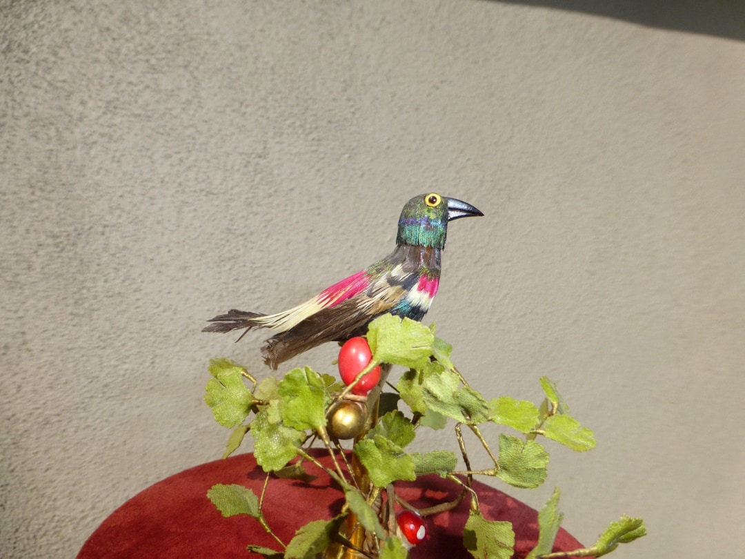 Rare Antique German Real Hummingbird Feathers Singing Bird Cage ...