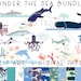 OCEAN BUNDLE Clip Art + Digital Paper- Under the Sea Life Graphics ...