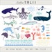OCEAN CLIPART- Sea Life Digital Clipart Shark Whale Narwhal Jellyfish ...