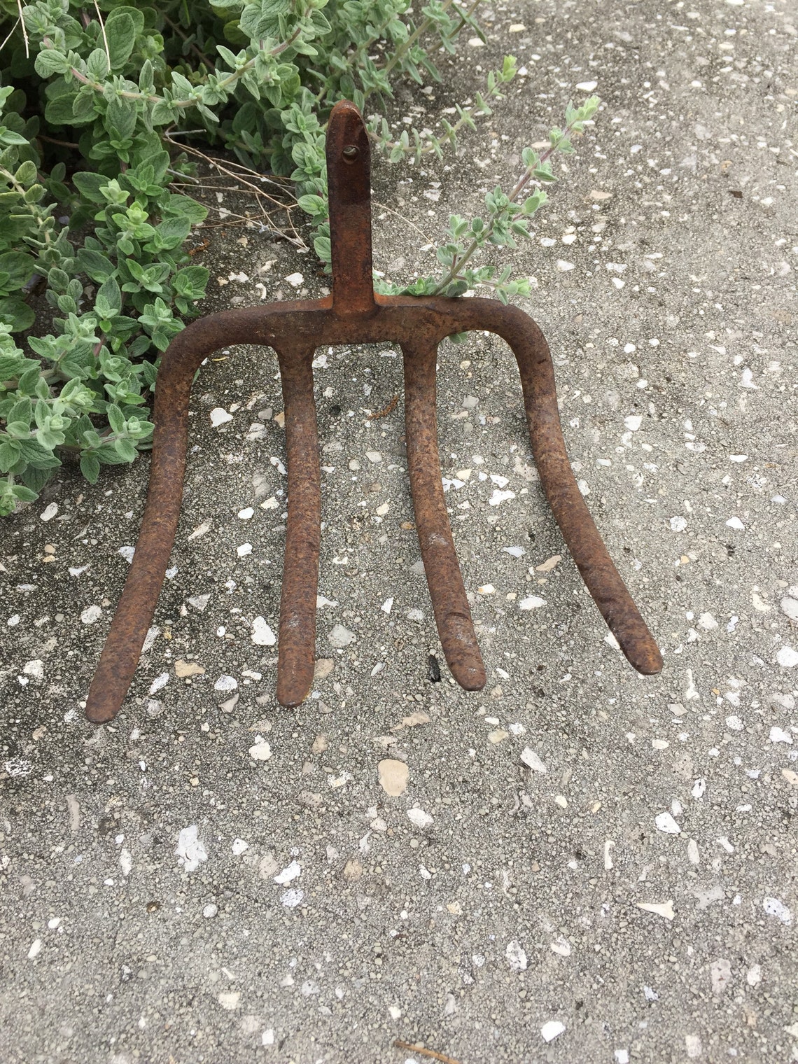 Antique Primitive Four tine vintage potato rake/potato digger | Etsy