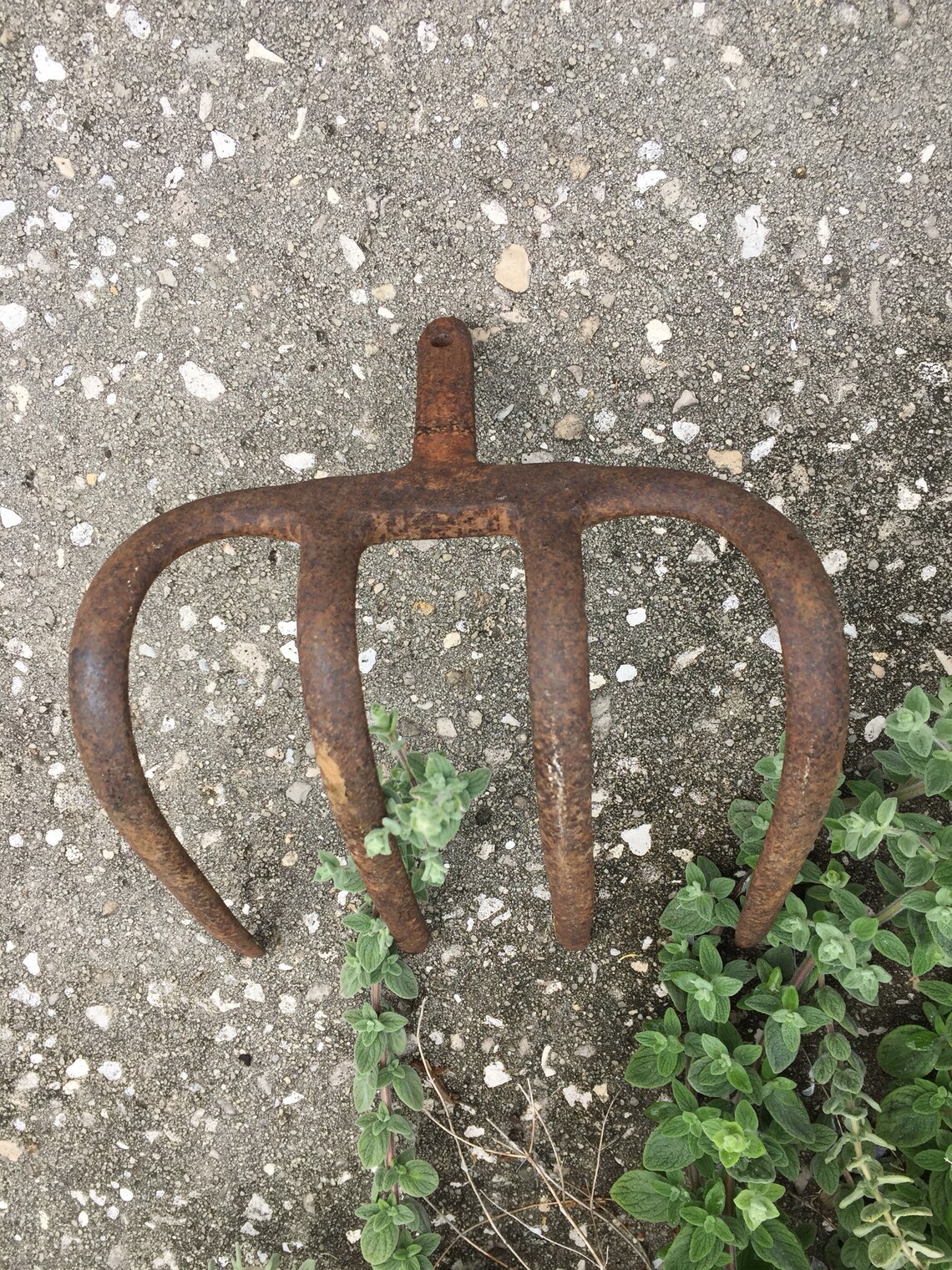 Antique Primitive Four tine vintage potato rake/potato digger | Etsy