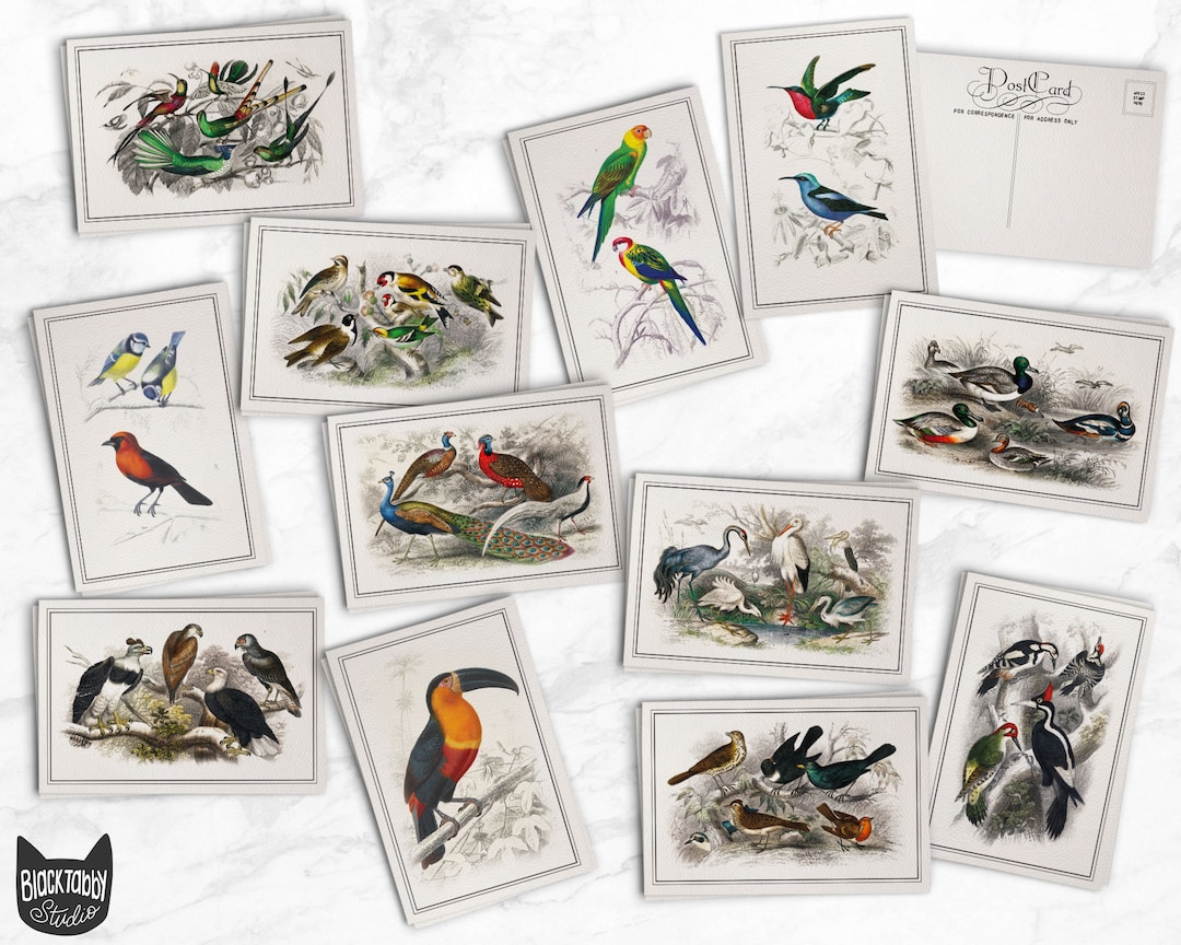 Vintage Style Bird Postcards - 24 Retro Style Bird Illustration ...