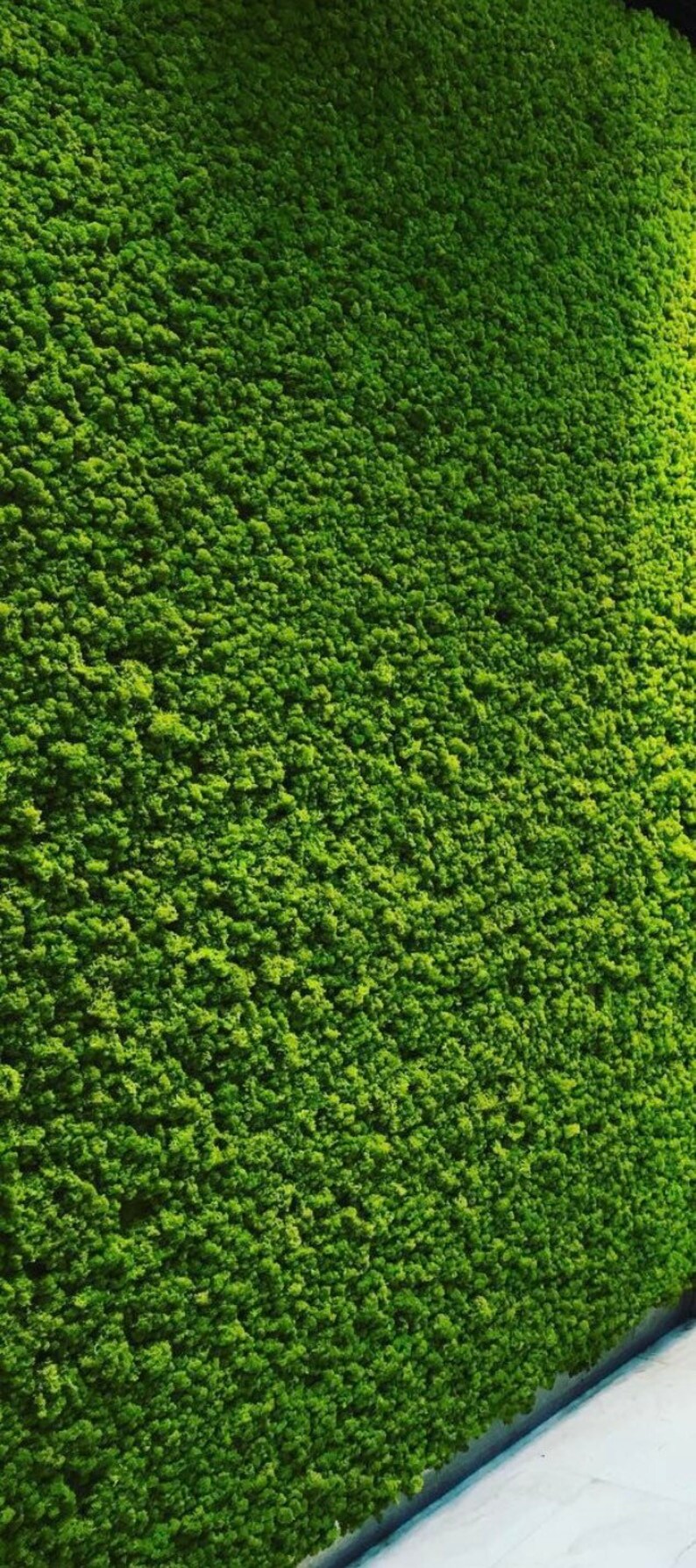 Reindeer moss wall tile Moss Wall Art Reindeer moss Living | Etsy