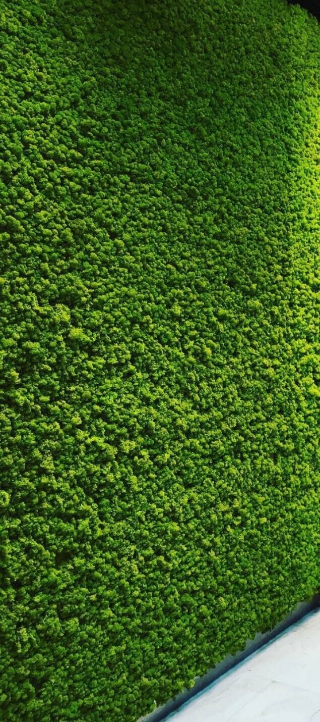 Reindeer moss wall tile Moss Wall Art Reindeer moss Living | Etsy