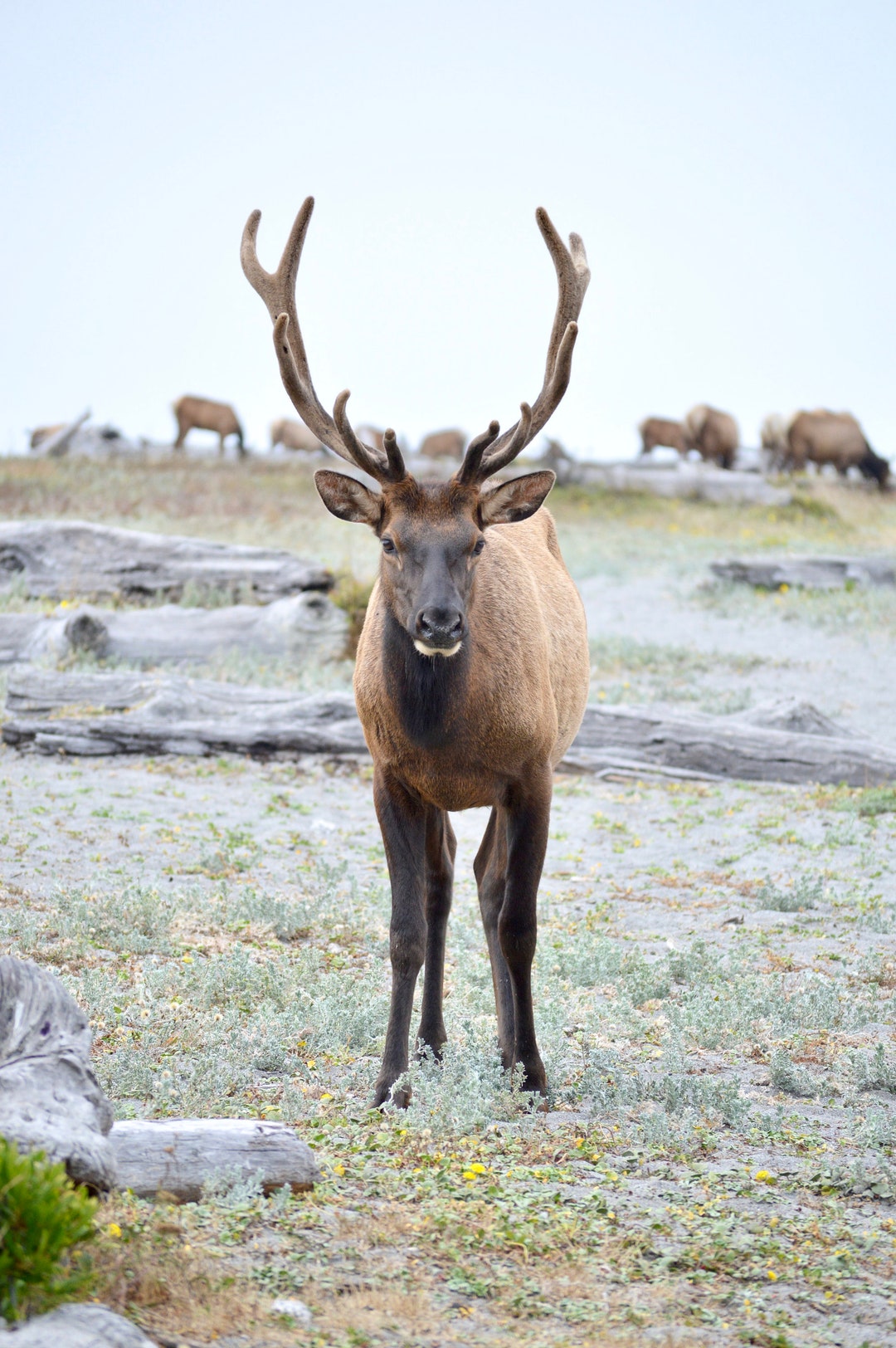 Bull Elk on the Beach - Etsy