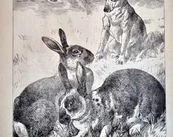 Vintage rabbit print | Etsy