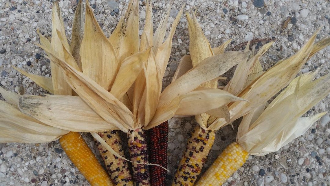 Mini Indian Corn 5 to 6 Length 10 15 30 and 40 - Etsy