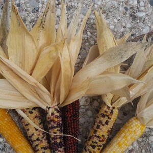 Mini Indian Corn 5 to 6 Length 10 15 30 and 40 - Etsy