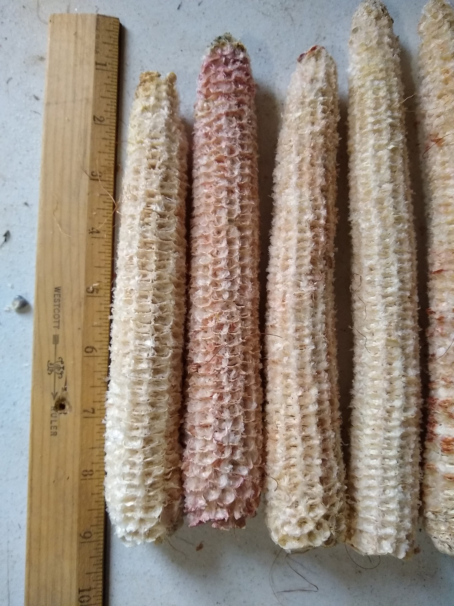 Large Red Corn Cobs 10 20 30 40 50 or 60 Count Large Red - Etsy