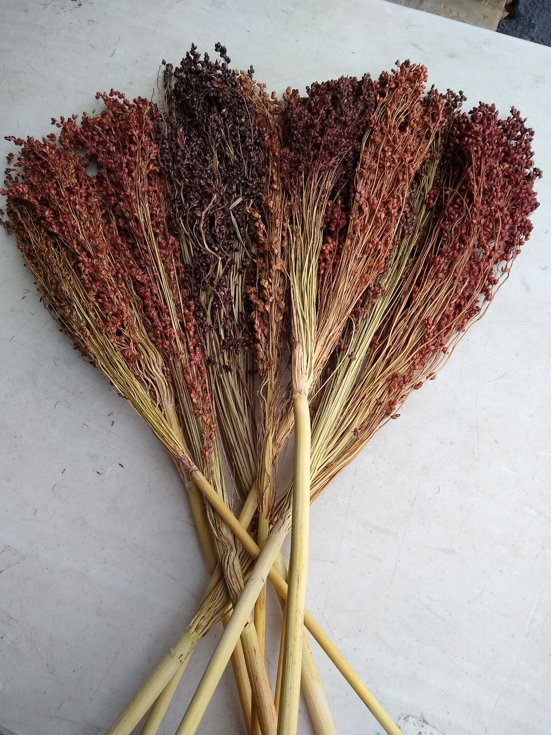 Broom Corn: Dark Purple, Burgundy, Maroon, Gold, Dark Brown, and Light ...