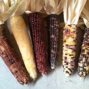 Mini Indian Corn, 4" to 5" Length, 5, 10, 20, 30, 40 and 50 Count, FREE ...