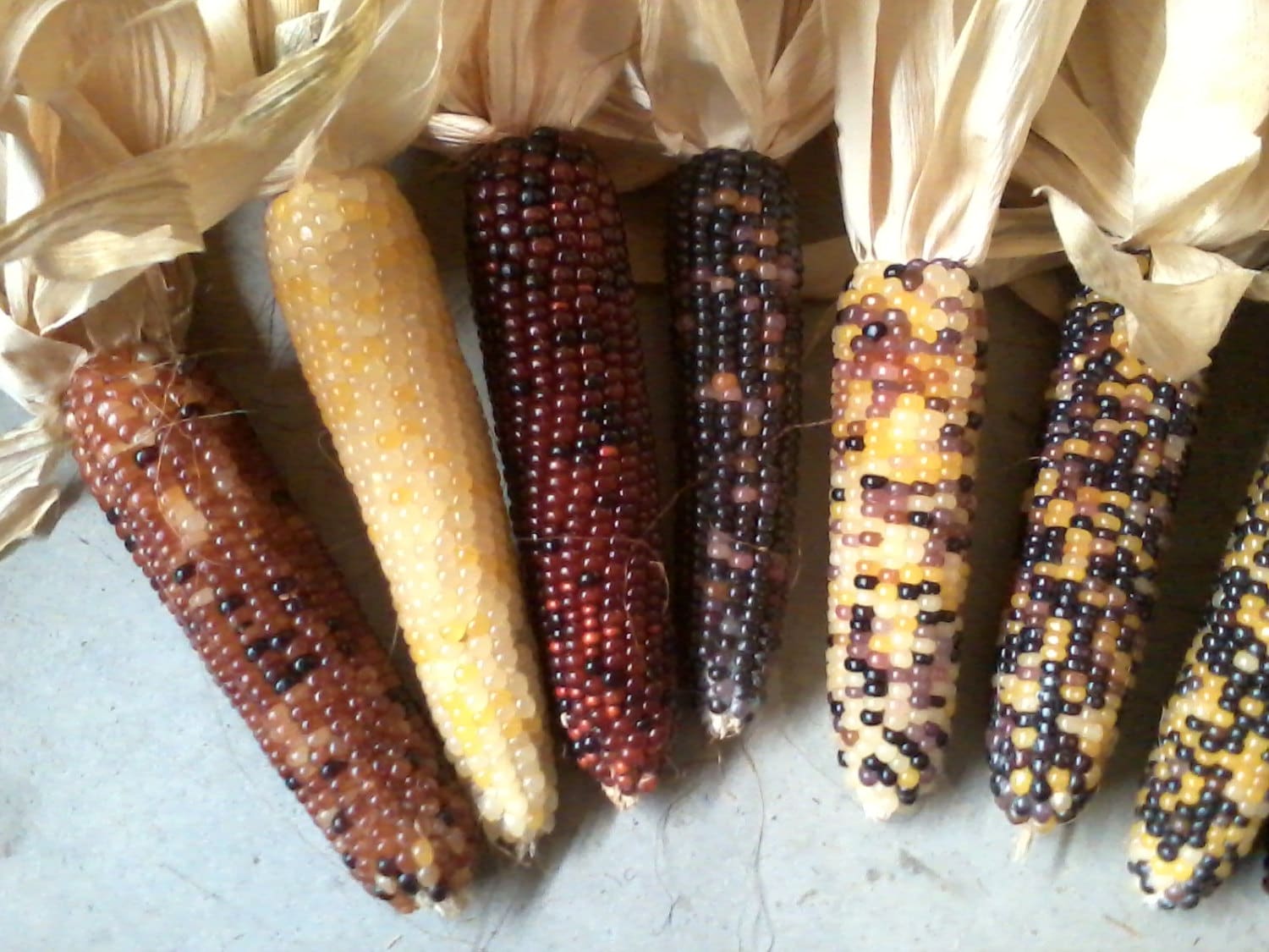 Mini Indian Corn 4 to 5 Length 5 10 20 30 40 - Etsy
