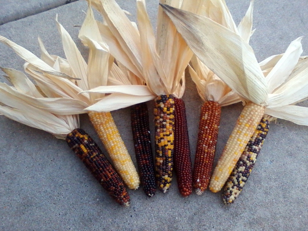 Mini Indian Corn, 5" to 6" Length, 10, 15, 30 and 40 Count, FREE ...