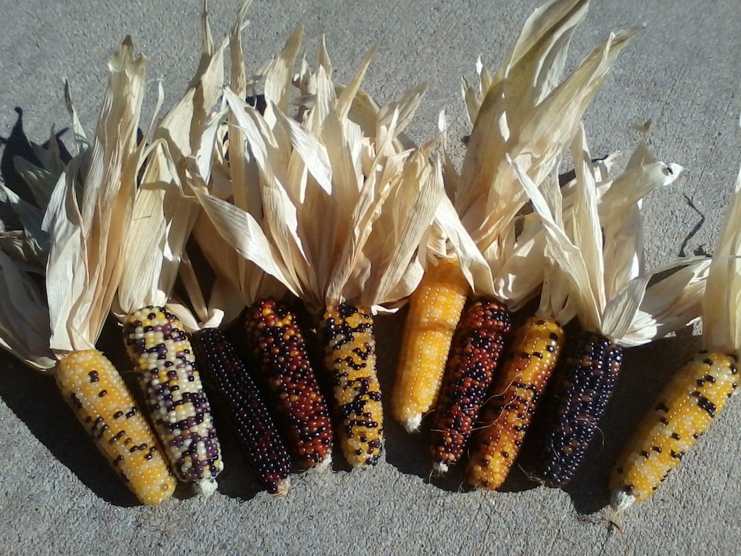 Mini Indian Corn, 3" to 4" Length, 5, 10, 20, 30, 40 and 50 Count, FREE ...