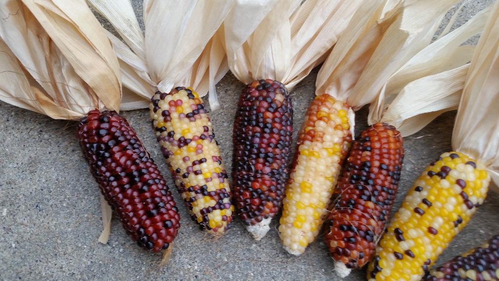 Mini Indian Corn, 2" to 3" Length, 15, 25, 40 and 50 Count, FREE ...