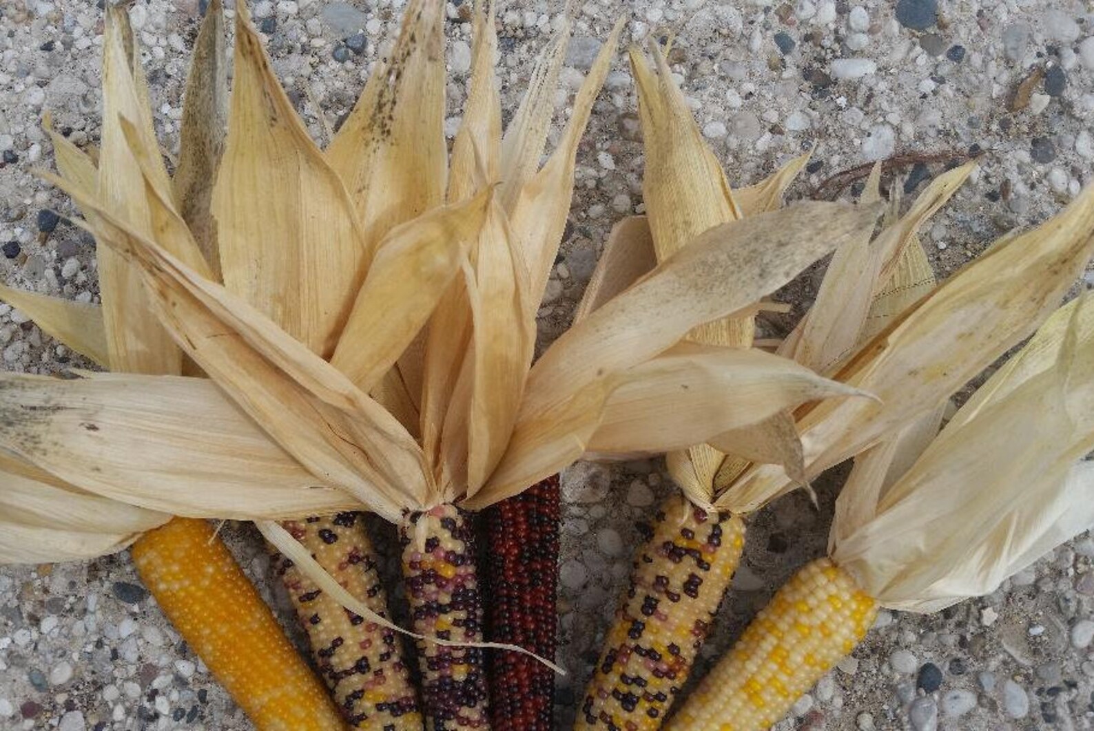 Mini Indian Corn 4 to 5 Length 5 10 20 30 40 - Etsy