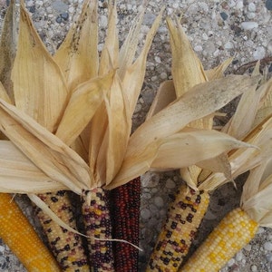 Mini Indian Corn 4 to 5 Length 5 10 20 30 40 - Etsy