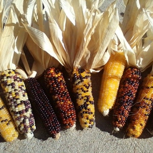Mini Indian Corn, 3" to 4" Length, 5, 10, 20, 30, 40 and 50 Count, FREE ...