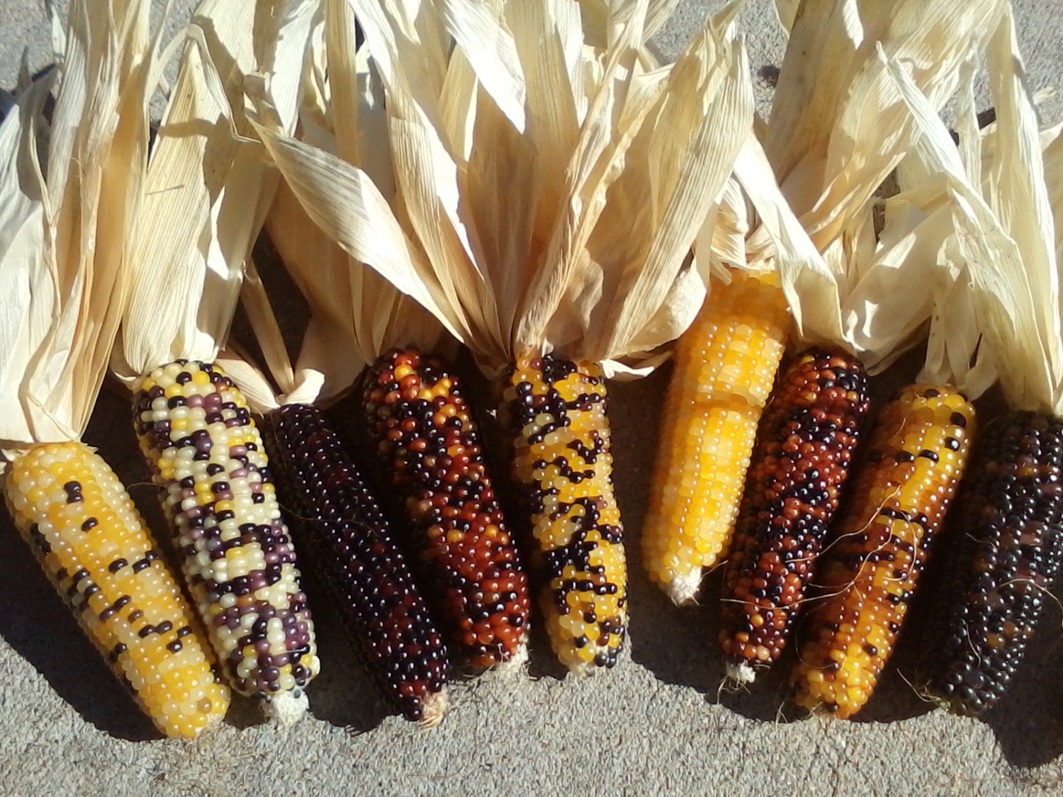 Mini Indian Corn, 3 to 4 Length, 5, 10, 20, 30, 40 and 50 Count, FREE ...