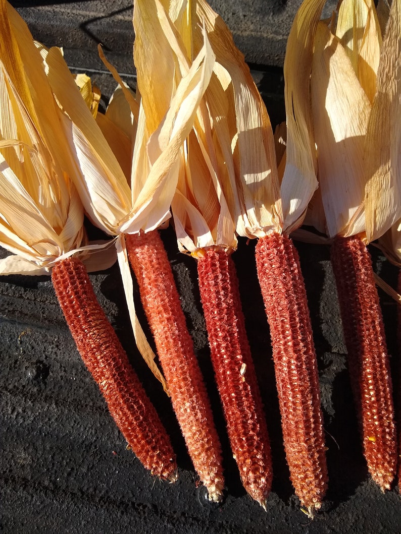 Large Red Corn Cobs 10 20 30 40 50 or 60 Count Large Red - Etsy