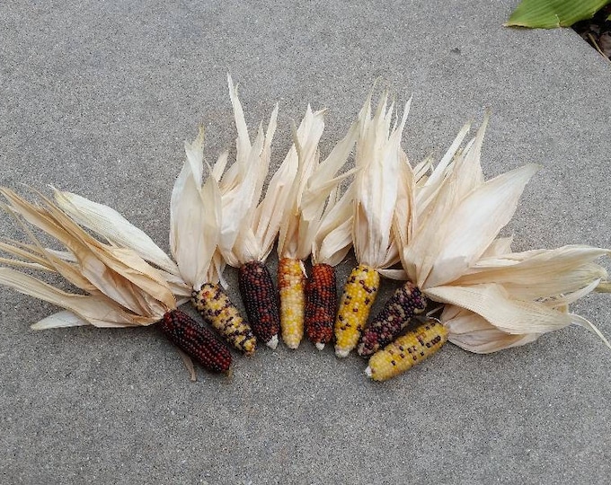 Mini Indian Corn, 2 to 3 Length, 15, 25, 40 and 50 Count, FREE SHIPPING ...