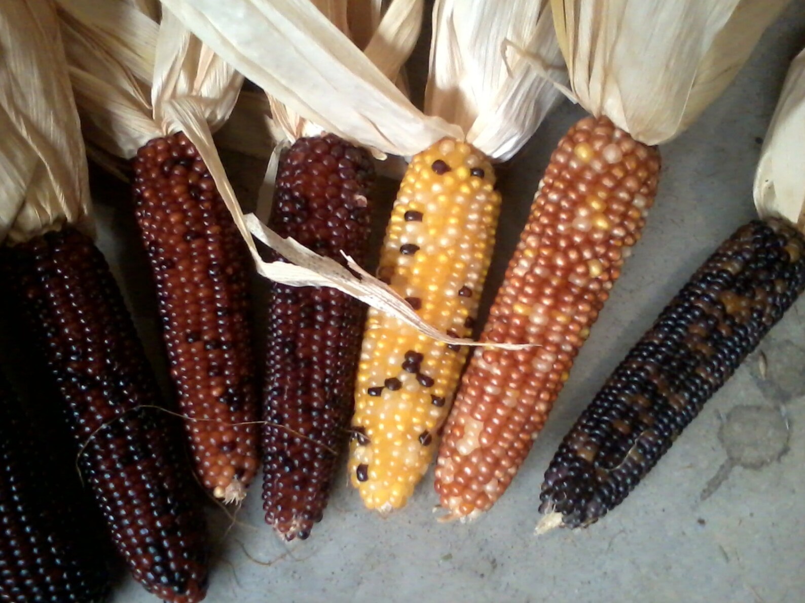 Mini Indian Corn 4 to 5 Length 5 10 20 30 40 - Etsy