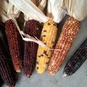 Mini Indian Corn, 4" to 5" Length, 5, 10, 20, 30, 40 and 50 Count, FREE ...