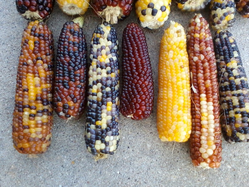 Mini Indian Corn, 3" to 6", NO HUSK, 20, 35, 50, and 100 Count, Free ...