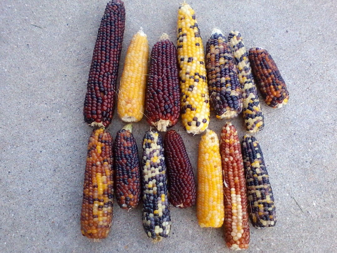 Mini Indian Corn, 3" to 6", NO HUSK, 20, 35, 50, and 100 Count, Free ...