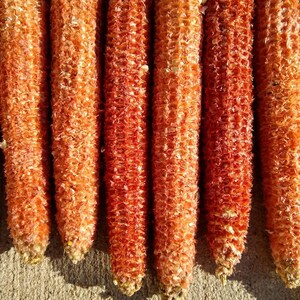 Large Red Corn Cobs 10 20 30 40 50 or 60 Count Large Red - Etsy