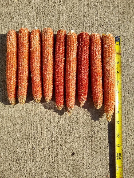 Large Red Corn Cobs 10 20 30 40 50 or 60 Count Large Red - Etsy