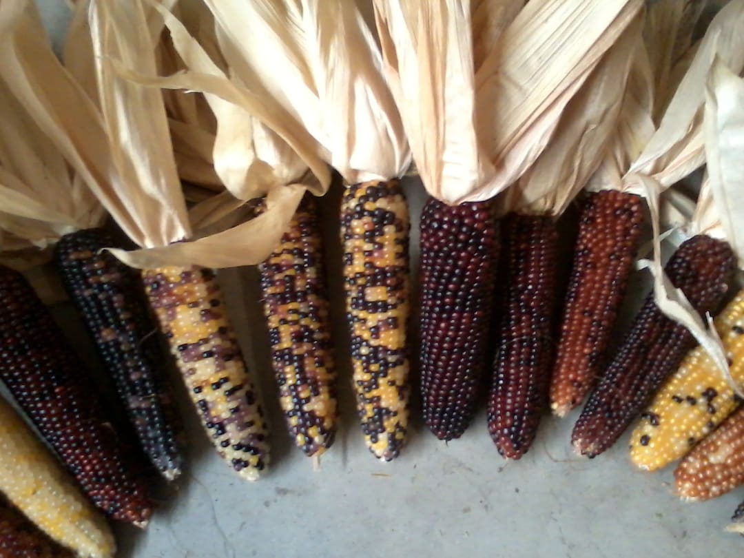Mini Indian Corn, 4" to 5" Length, 5, 10, 20, 30, 40 and 50 Count, FREE ...