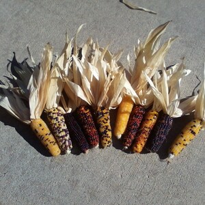 Mini Indian Corn, 3" to 4" Length, 5, 10, 20, 30, 40 and 50 Count, FREE ...
