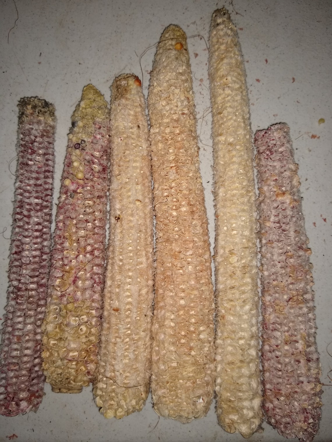 Large Red Corn Cobs 10 20 30 40 50 or 60 Count Large Red - Etsy UK