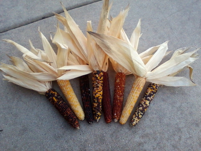 Mini Indian Corn, 5" to 6" Length, 10, 15, 30 and 40 Count, FREE ...