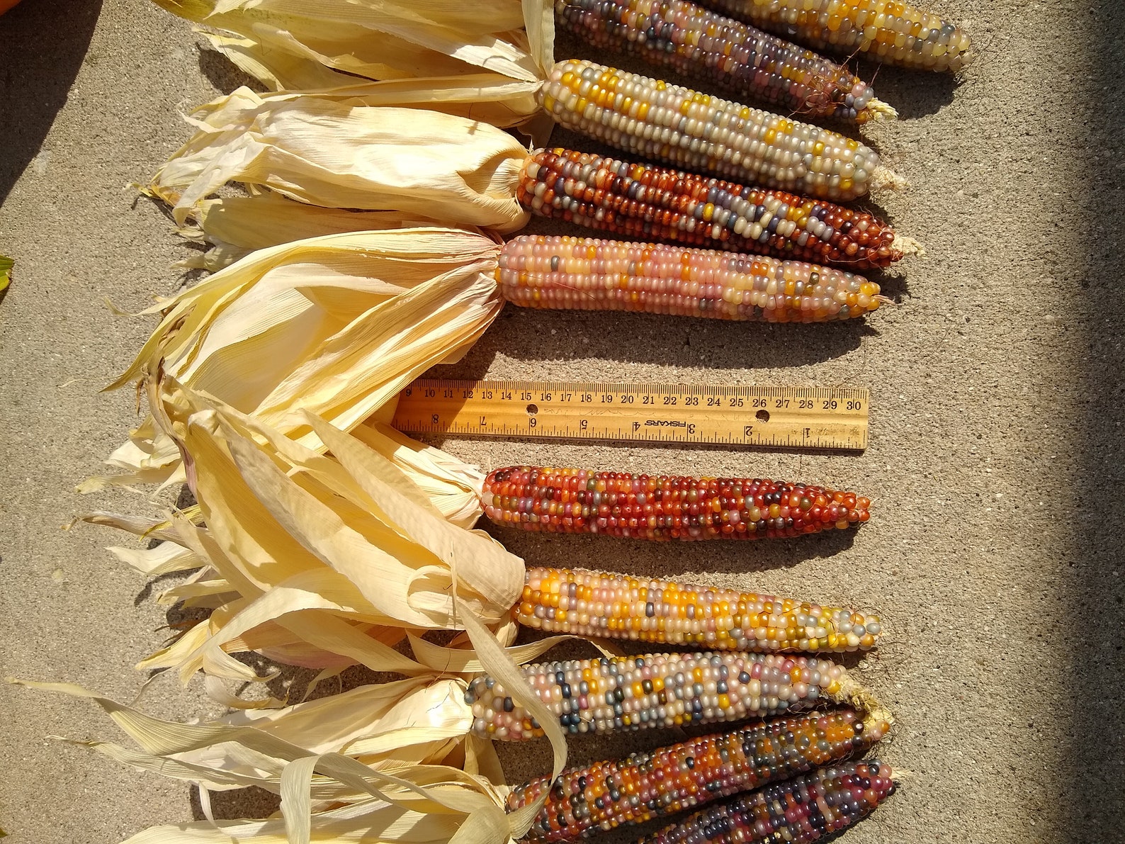 Glass Gem Corn 3 to 4 Length 4 to 5 | Etsy