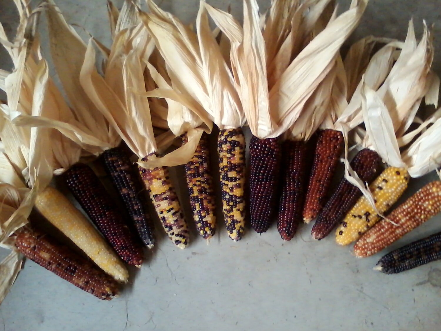 Mini Indian Corn 4 to 5 Length 5 10 20 30 40 - Etsy