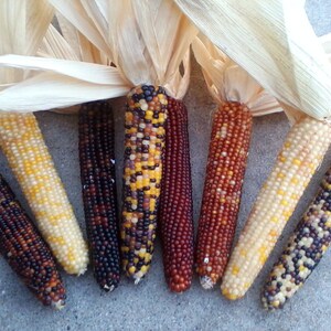 Mini Indian Corn, 5" to 6" Length, 10, 15, 30 and 40 Count, FREE ...